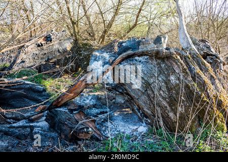 Burnt and charred fallen old big tree after a fire Stock Photo - Alamy