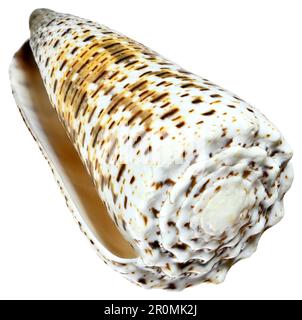 Lettered Cone shell (Conus litteratus) c9cm. Phillipines Stock Photo ...