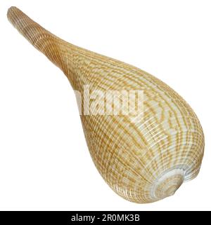 Graceful Fig shell (Ficus gracilis) 13cm Stock Photo - Alamy
