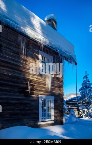 Norway, winter, Heggenes,surroundings Hotel Herangtunet, forrest, pine ...