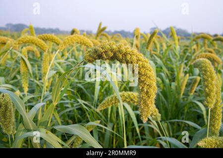 Raw Ripe millet crops in the field agriculture landscape view Stock ...
