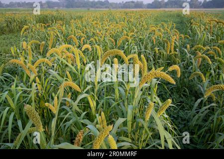 Raw Ripe millet crops in the field agriculture landscape view Stock ...