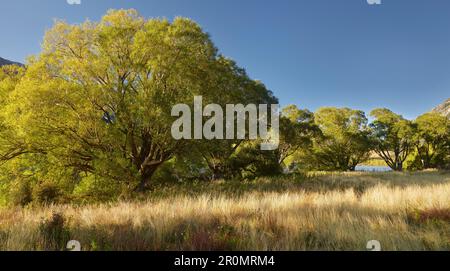 Willows at Lake Grasmere, Arthur's Pass National Park, Canterbury ...