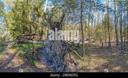 Image of a German forest with drought and storm damage as a result of ...