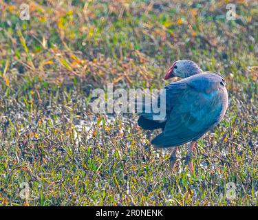 A blue moorhen standing on grassland Stock Photo - Alamy