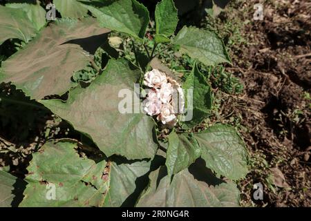 Cashmere bouquet flowers, scent malli, glory bower flowering plants ...