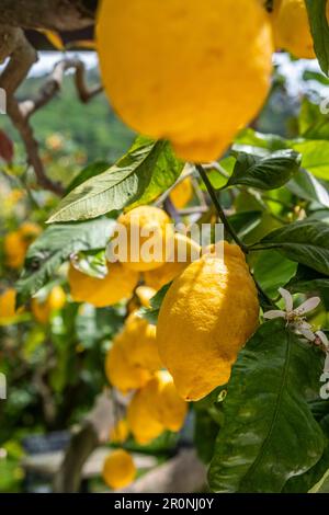lemon tree at the restaurant La Zagara at Anacapri, island Capri, Golf ...