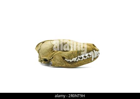 fox skull, remain dead animal head, bone skeleton detail, anatomical ...