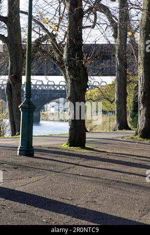 Trees and railway viaducts and the River Ribble at Miller Park Preston ...