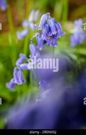 BLUE BELLS CLOSE UP SUSSEX UK Stock Photo - Alamy