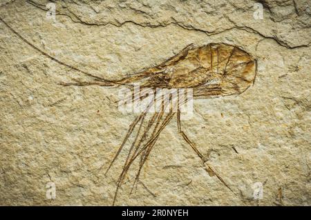 Carpopenaeus Callirostris fossil (ancient prawn) on support and black ...