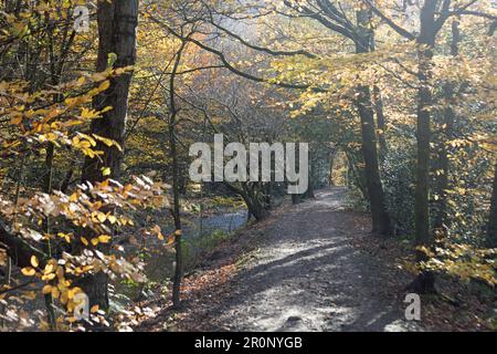 Woodland path leading from Brinscall through Wheelton Plantation to ...