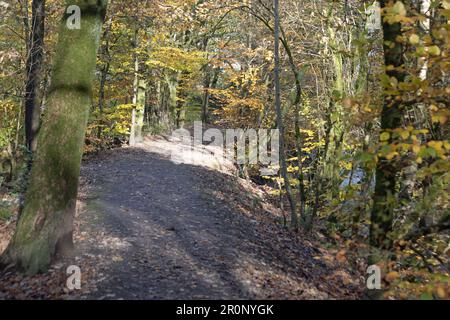 Woodland path leading from Brinscall through Wheelton Plantation to ...