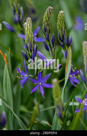 Small or common Camas, Camas Lily Stock Photo - Alamy