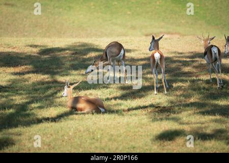 A view of several South African springbok, seen at a local zoo Stock ...
