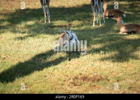A view of several South African springbok, seen at a local zoo Stock ...