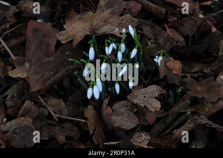 Snowdrop buds pushing up through leaf litter Stock Photo - Alamy