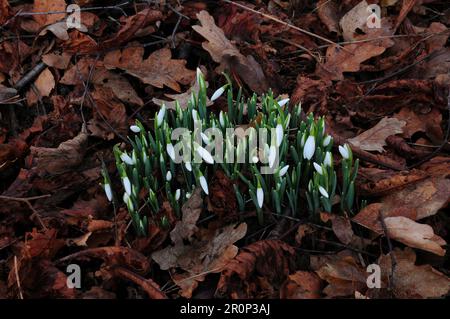 Snowdrop buds pushing up through leaf litter Stock Photo - Alamy