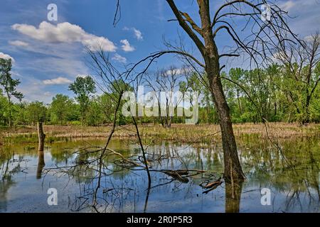 Teaneck Creek Conservancy in Teaneck,NJ,USA. A beautiful wetland scene ...