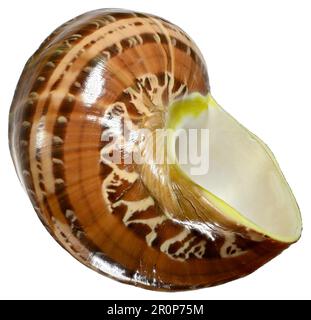 Tapestry Turban / Turbo (Turbo petholatus) c6cm. Region: Indo-Pacific ...