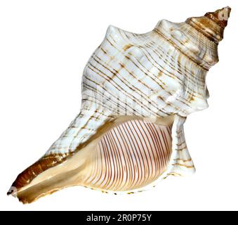 Trapezium Horse Conch / Striped Fox Conch seashell (Pleuroploca ...
