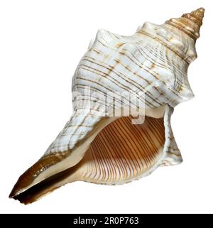 Trapezium Horse Conch / Striped Fox Conch seashell (Pleuroploca ...