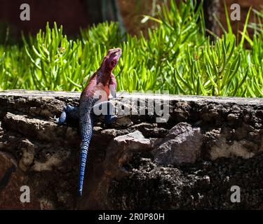 Male Rainbow Lizard (Agama agama), Ngorongoro, Tanzania, July 2007 ...
