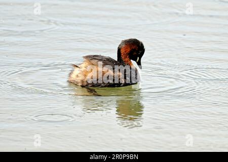 Little Grebe at RSPB Titchwell Marsh, Norfolk Stock Photo - Alamy
