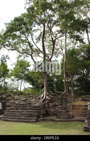 PUNTA GORDA, BELIZE - DECEMBER 27, 2008 the ancient Maya site of ...