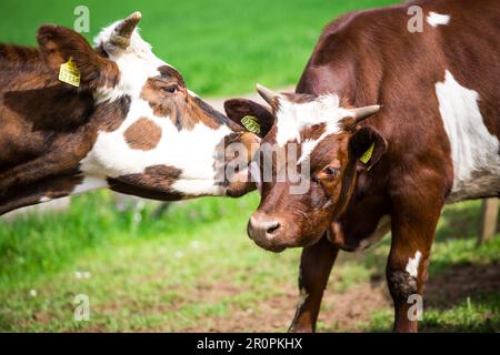 Mother cow and calf of the breed Ansbach-Triesdorf cattle (Ansbach ...