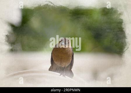 Digital painting of an angry, irritated, and furious looking bird ...