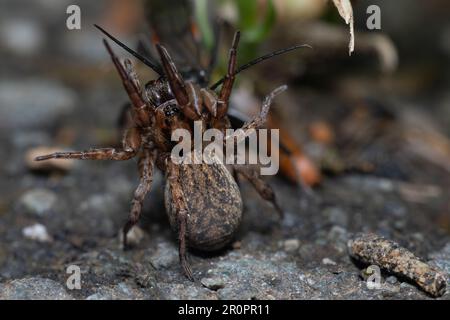 Wolf spider battling a wasp Stock Photo - Alamy