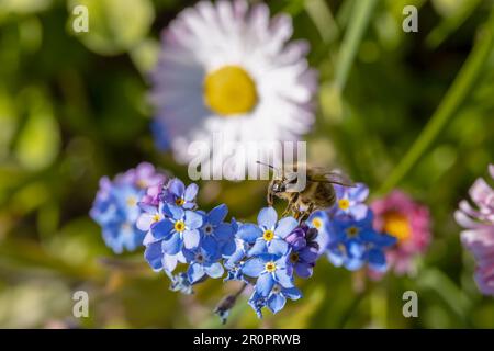 Bee while collecting pollen and flowers. Forget-me-nots and daisy. Day ...