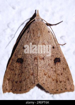 Adult Pyralid Snout Moth of the Family Pyralidae Stock Photo - Alamy