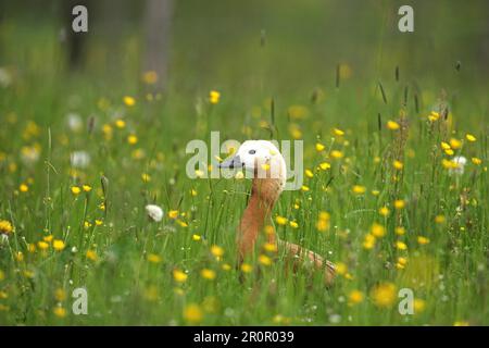 Ruddy Shelduck female in its natural habitat Stock Photo - Alamy