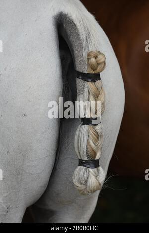 Horse tail tied together Stock Photo - Alamy