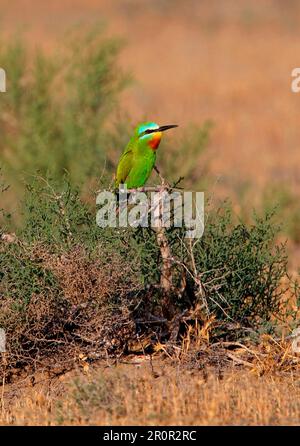 Adult Blue-cheeked Bee-eater (Merops persicus) at Khawr Dhurf in Oman ...