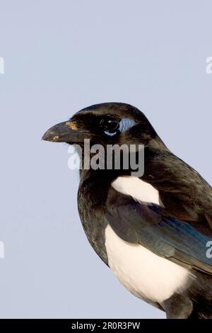 Common Magpie (Pica pica mauritanica) North African subspecies, adult ...