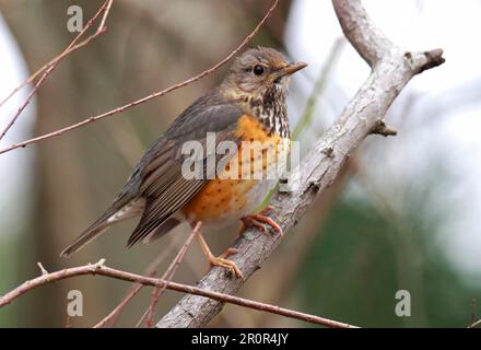 Grey-backed Thrush (Turdus hortulorum) adult female, perched on twig ...