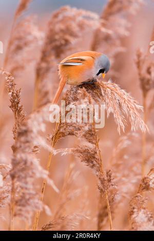 Bearded Tit Panurus biarmicus male feeding on phragmites seeds Cley ...