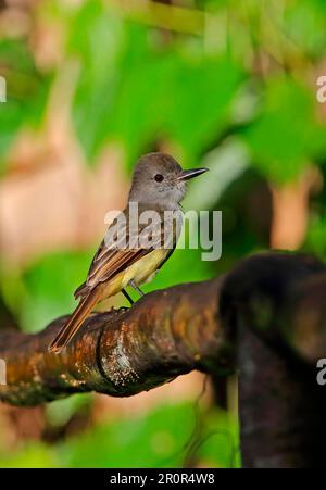 Lesser Antillean Flycatcher Myiarchus oberi sanctaeluciae adult perched ...