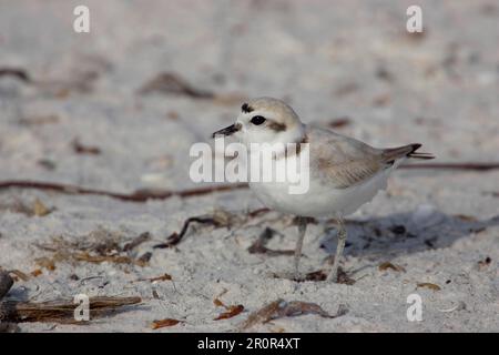 Kentish Plover (charadrius alexandrinus) known as snowy plover ...