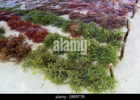 Seaweed farming, breeding farm, Indian Ocean, Zanzibar, Tanzania Stock ...