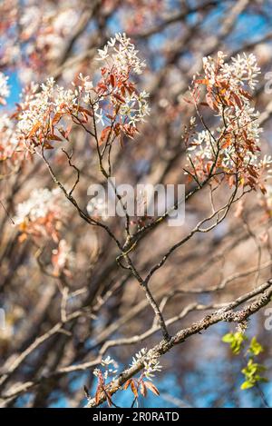 amelanchier lamarckii on a sunny day in spring with white flowering ...