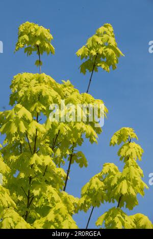 Norway Maple spring leaves Acer platanoides Stock Photo - Alamy