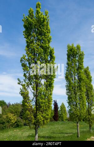 Upright English Oak (Quercus robur fastigiata), Fagaceae Stock Photo ...