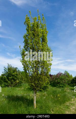 Upright English Oak (Quercus robur fastigiata), Fagaceae Stock Photo ...
