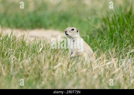Gopher standing in prairie grass and squeaking with mouth wide open ...
