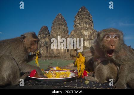 The monkeys enjoy eating many fruits and desserts sweetmeat in Monkey ...