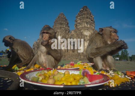 The monkeys enjoy eating many fruits and desserts sweetmeat in Monkey ...